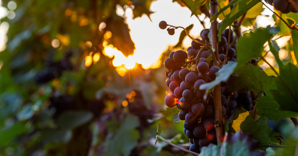 Programme & Pauschalen